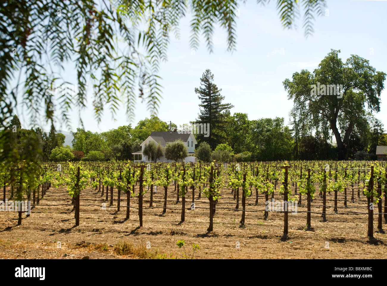Vineyard field in early spring hi-res stock photography and images - Alamy