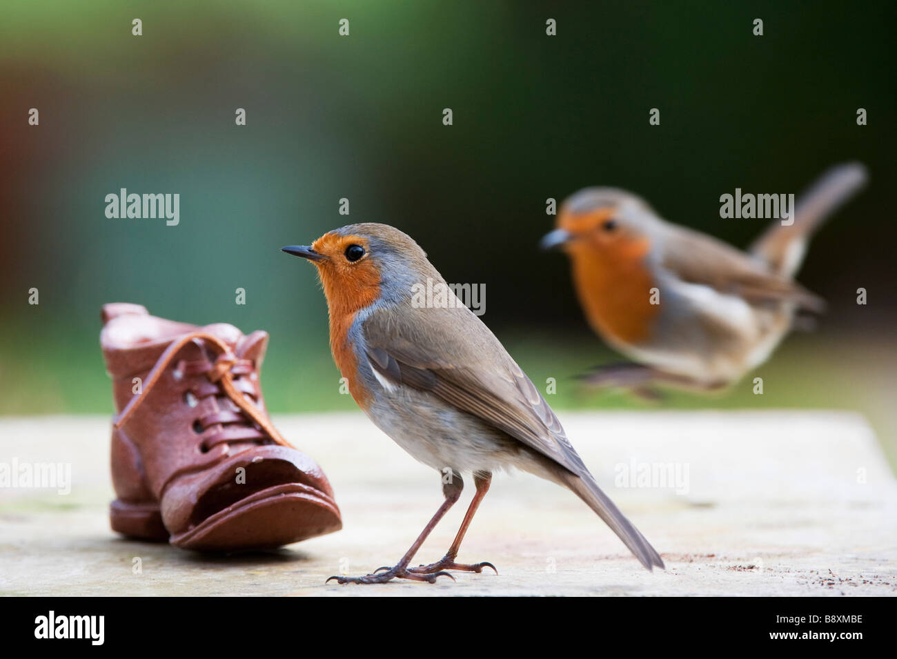 British garden birds hi-res stock photography and images - Alamy