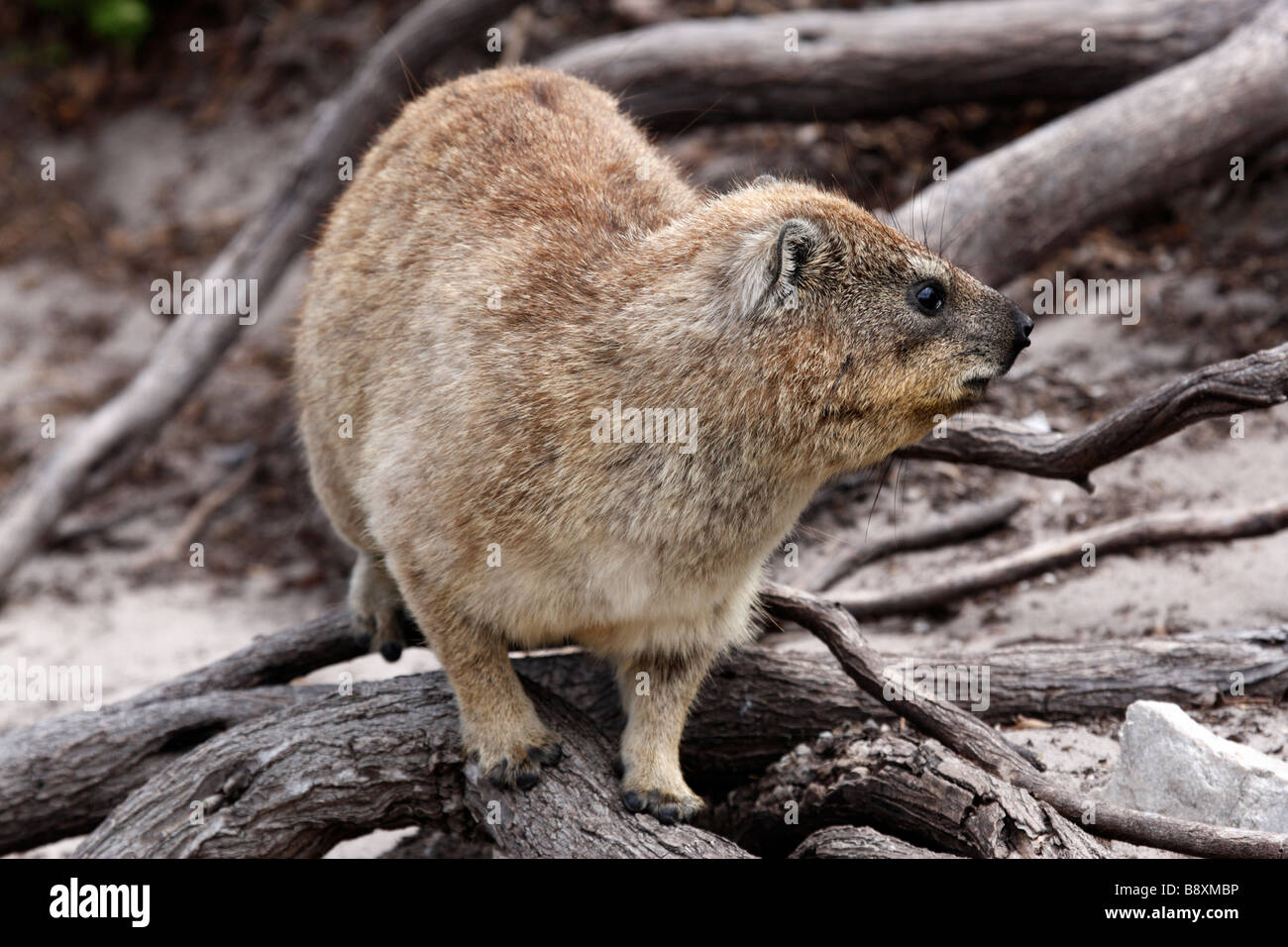 Cape dassies hi-res stock photography and images - Alamy