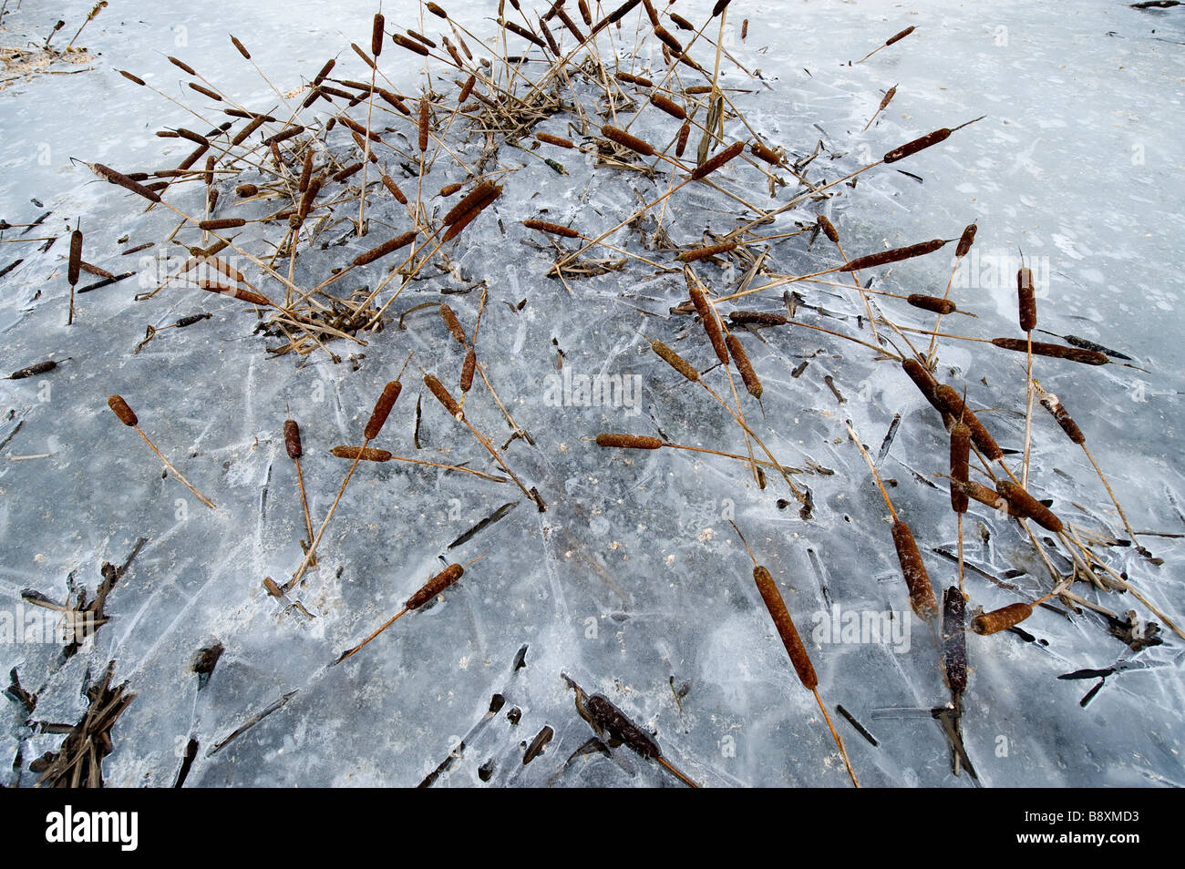 Cats tail plant hi-res stock photography and images - Alamy