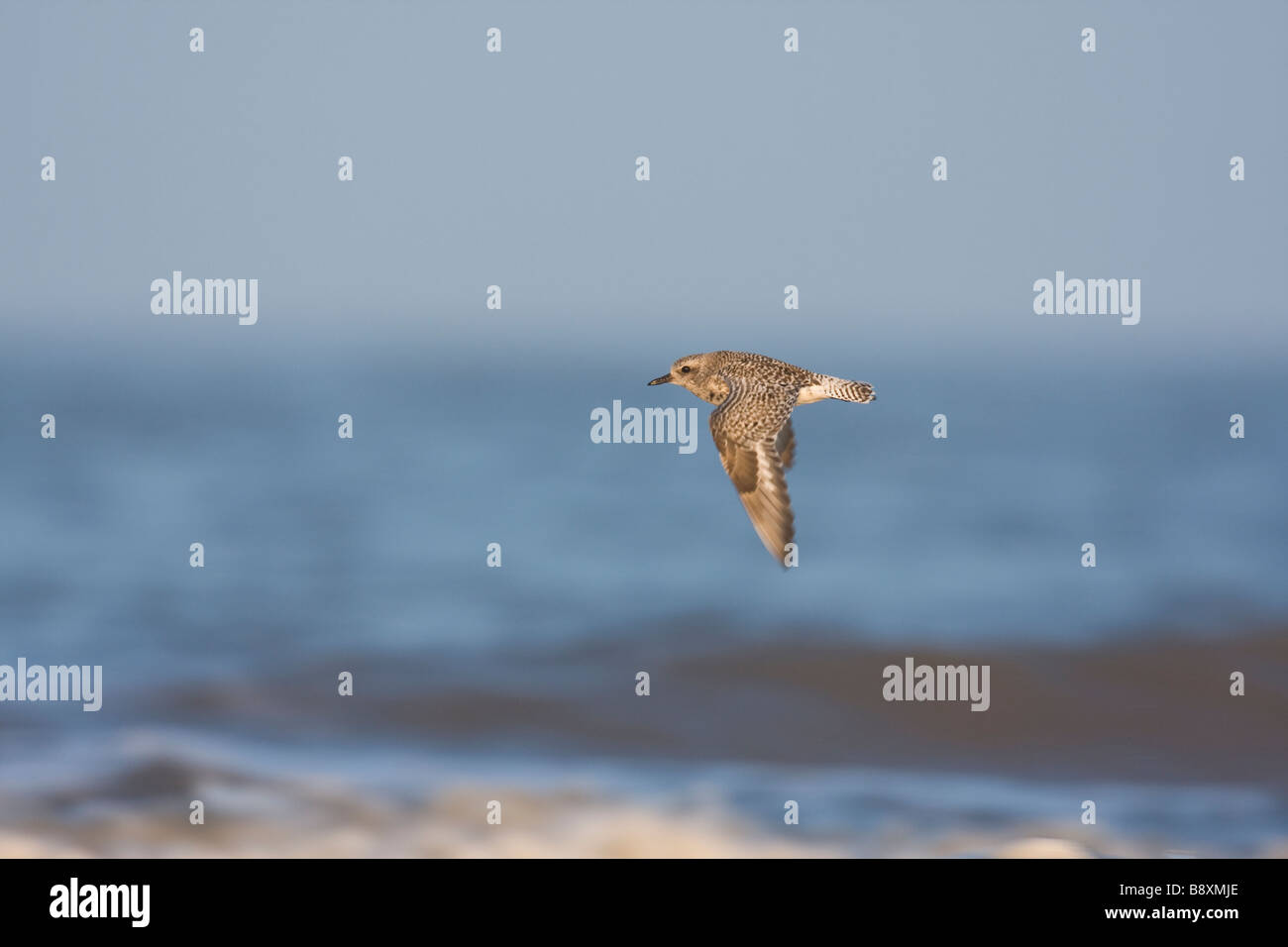 Grey Plover Pluvialis squatarola flying against sea and waves, Norfolk ...