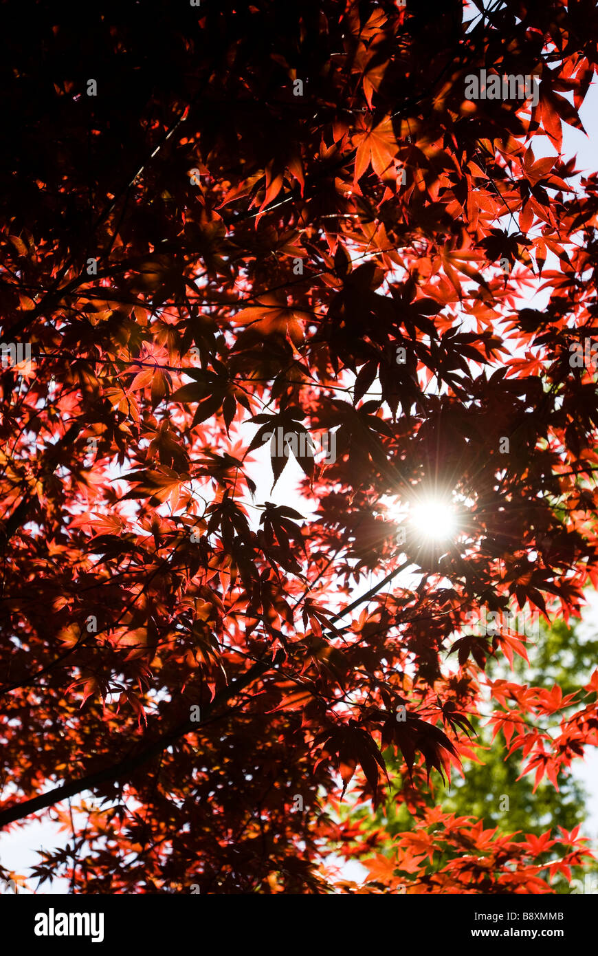 Red Maple Tree Stock Photo - Alamy
