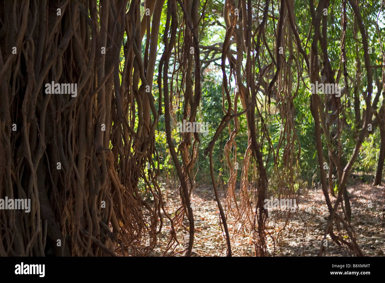 Vine leaf tree outline tree tree hi-res stock photography and images ...