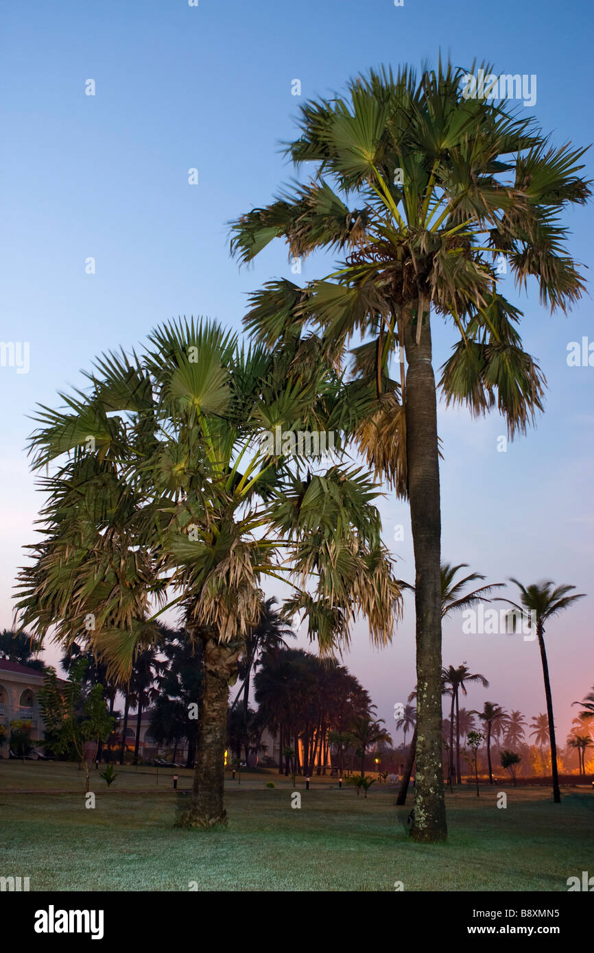 Two palms in garden on sunrise Stock Photo - Alamy