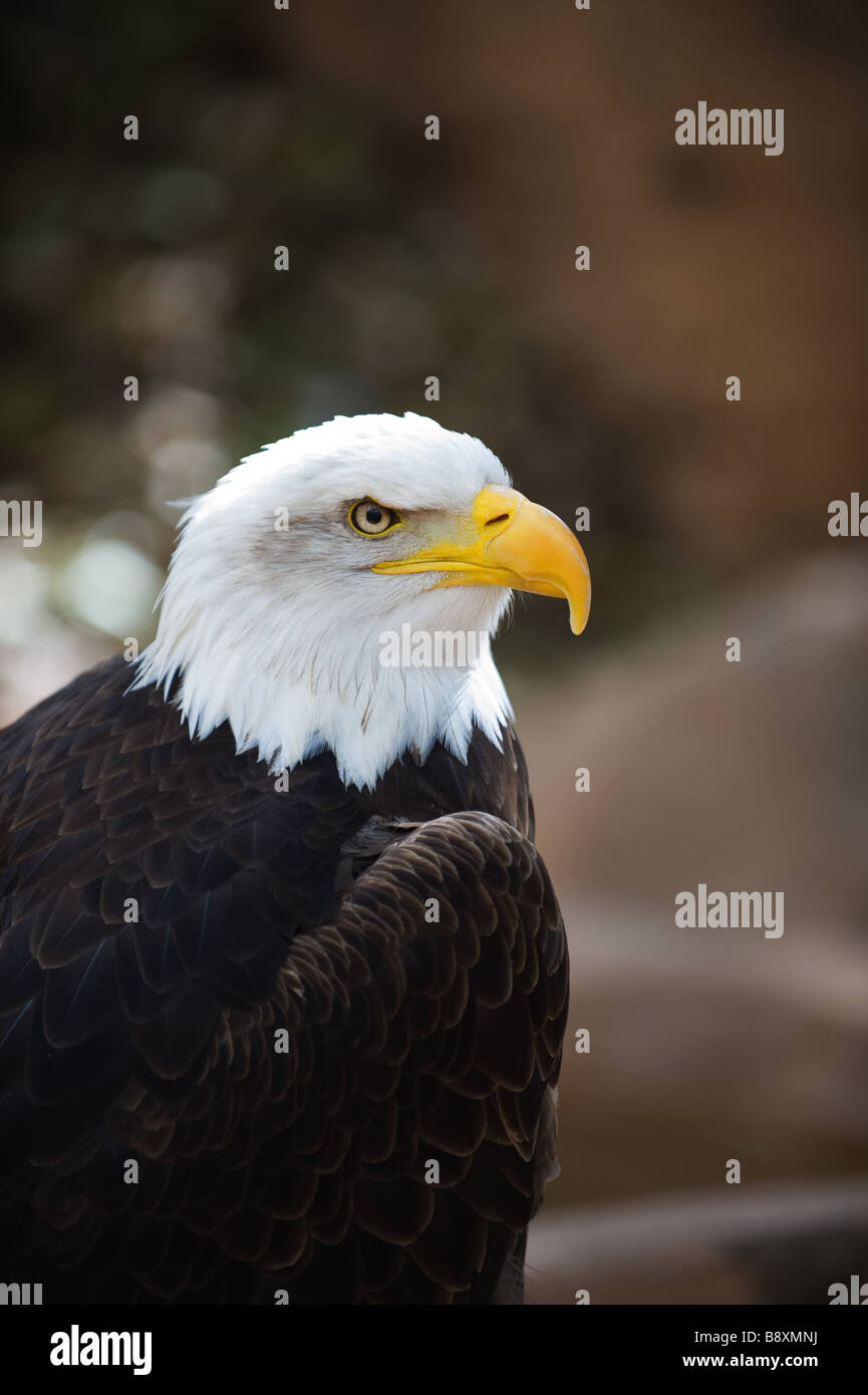 Bald eagle photos hi-res stock photography and images - Alamy