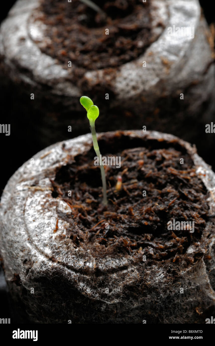 Seedling single one sprout sprouting in compost black background Stock ...