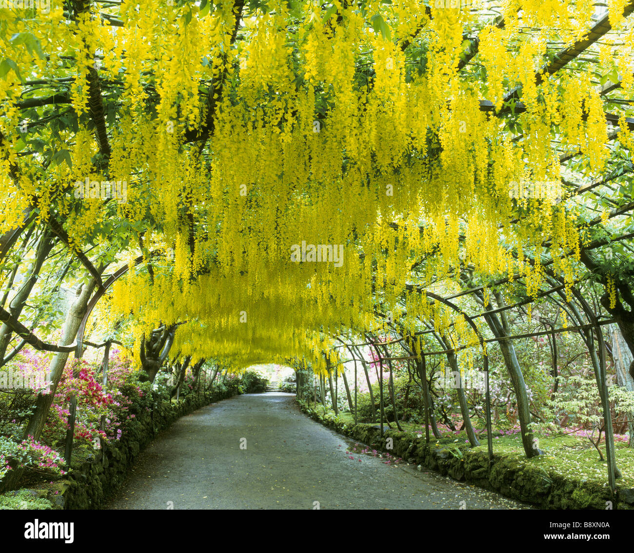 Laburnum archway hi-res stock photography and images - Alamy