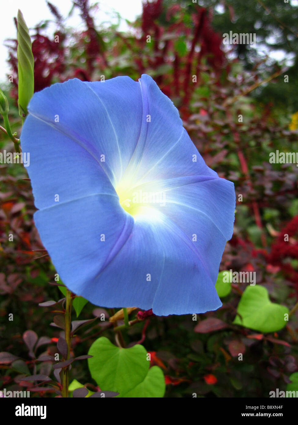 A blue morning glory flower Stock Photo - Alamy
