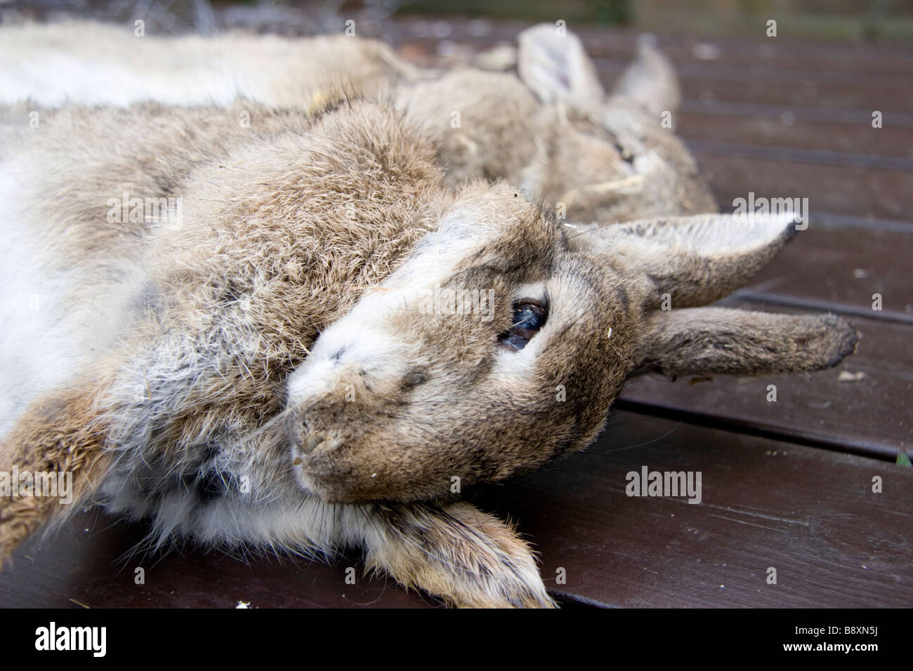 Dead rabbits hi-res stock photography and images - Alamy