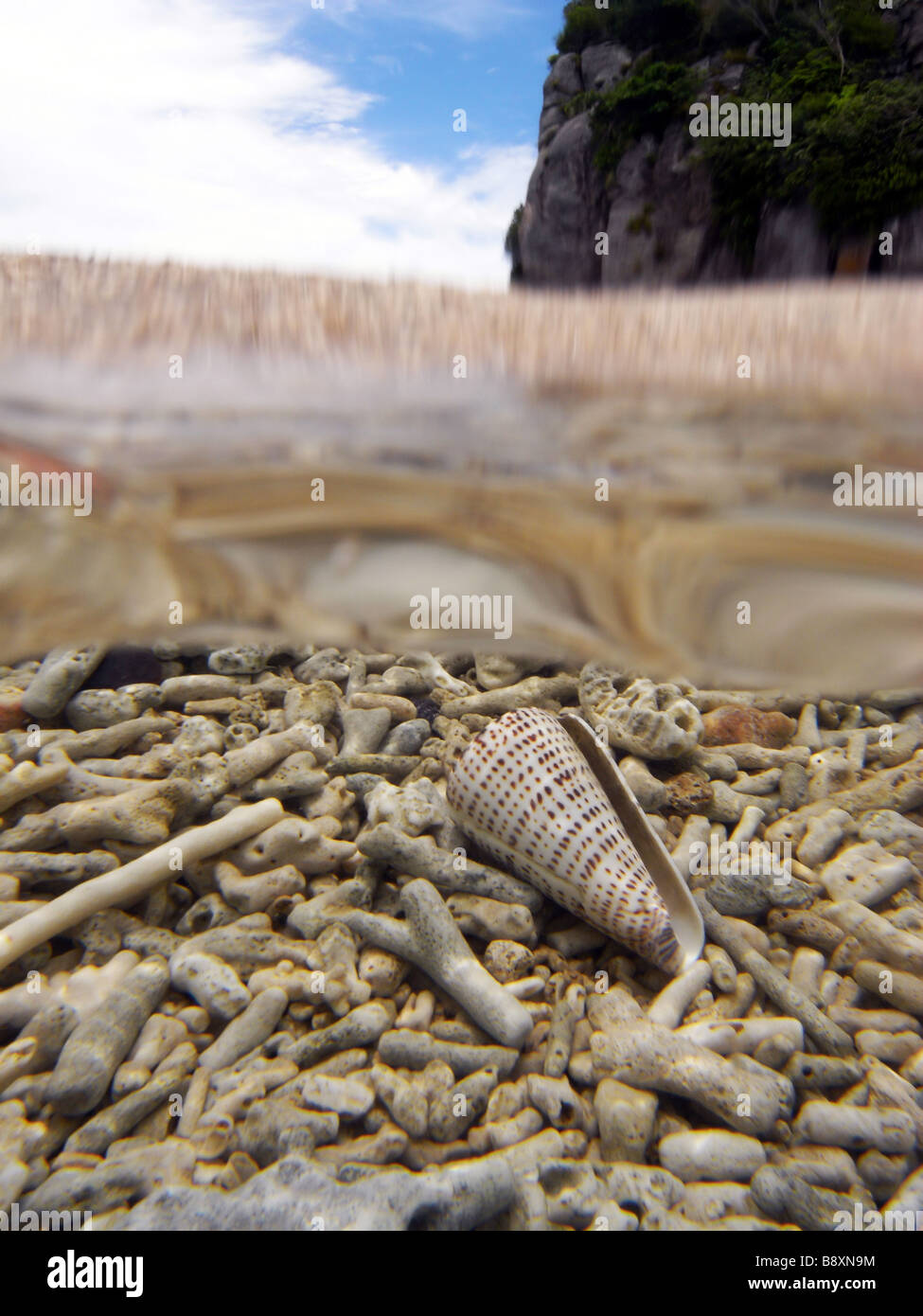 Cone shell washing ashore onto island in Frankland Islands National ...
