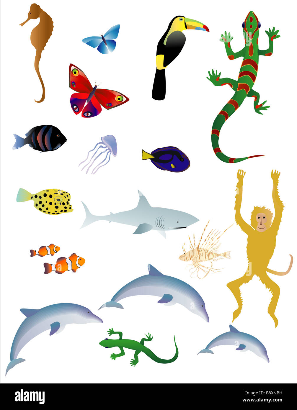 Various tropical animals hi-res stock photography and images - Alamy