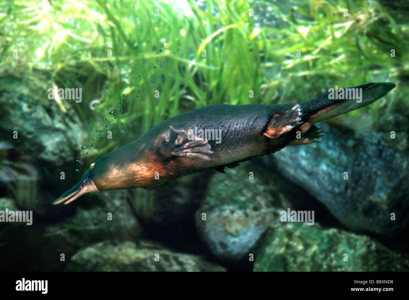 Duck-bill Platypus Swimming Underwater Stock Photo - Alamy