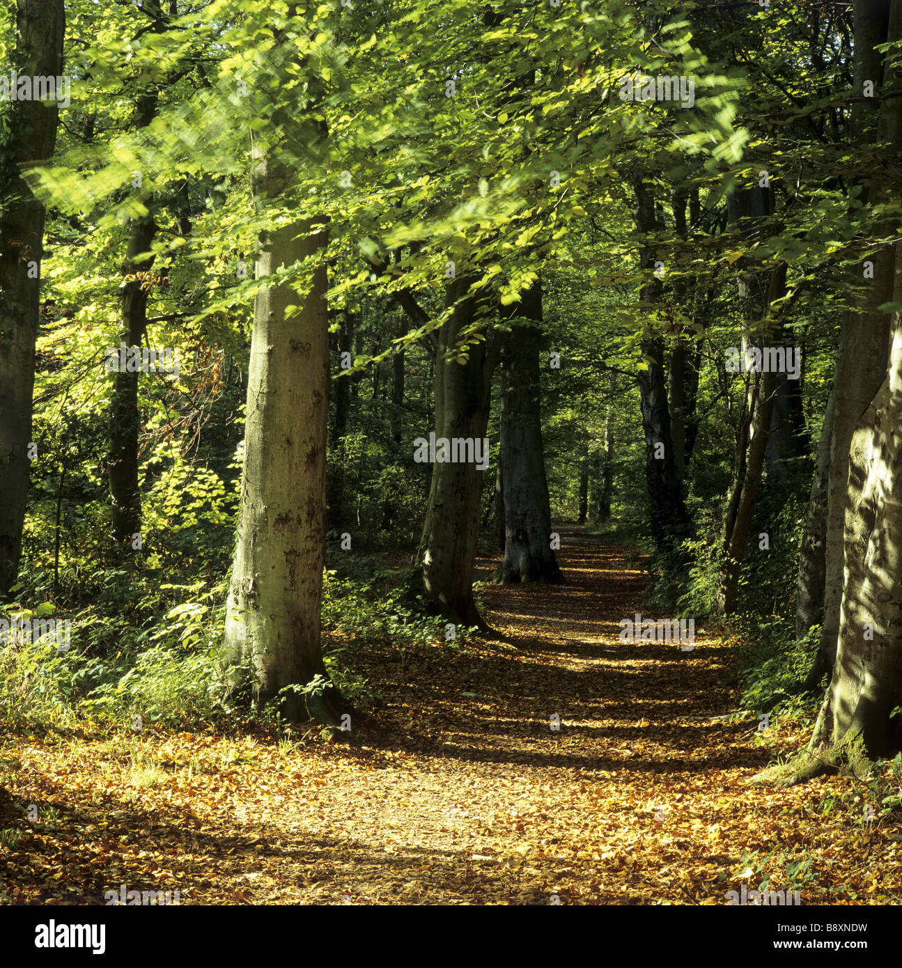 A leaf covered path through Leigh Woods with trees in full leaf Stock ...
