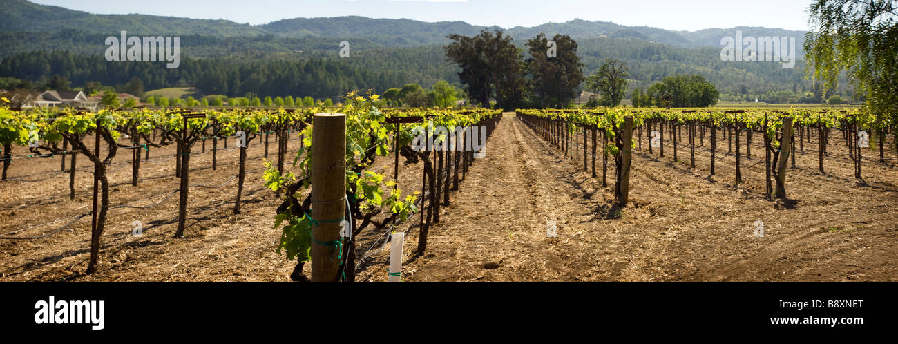 Owned by vineyard hi-res stock photography and images - Alamy