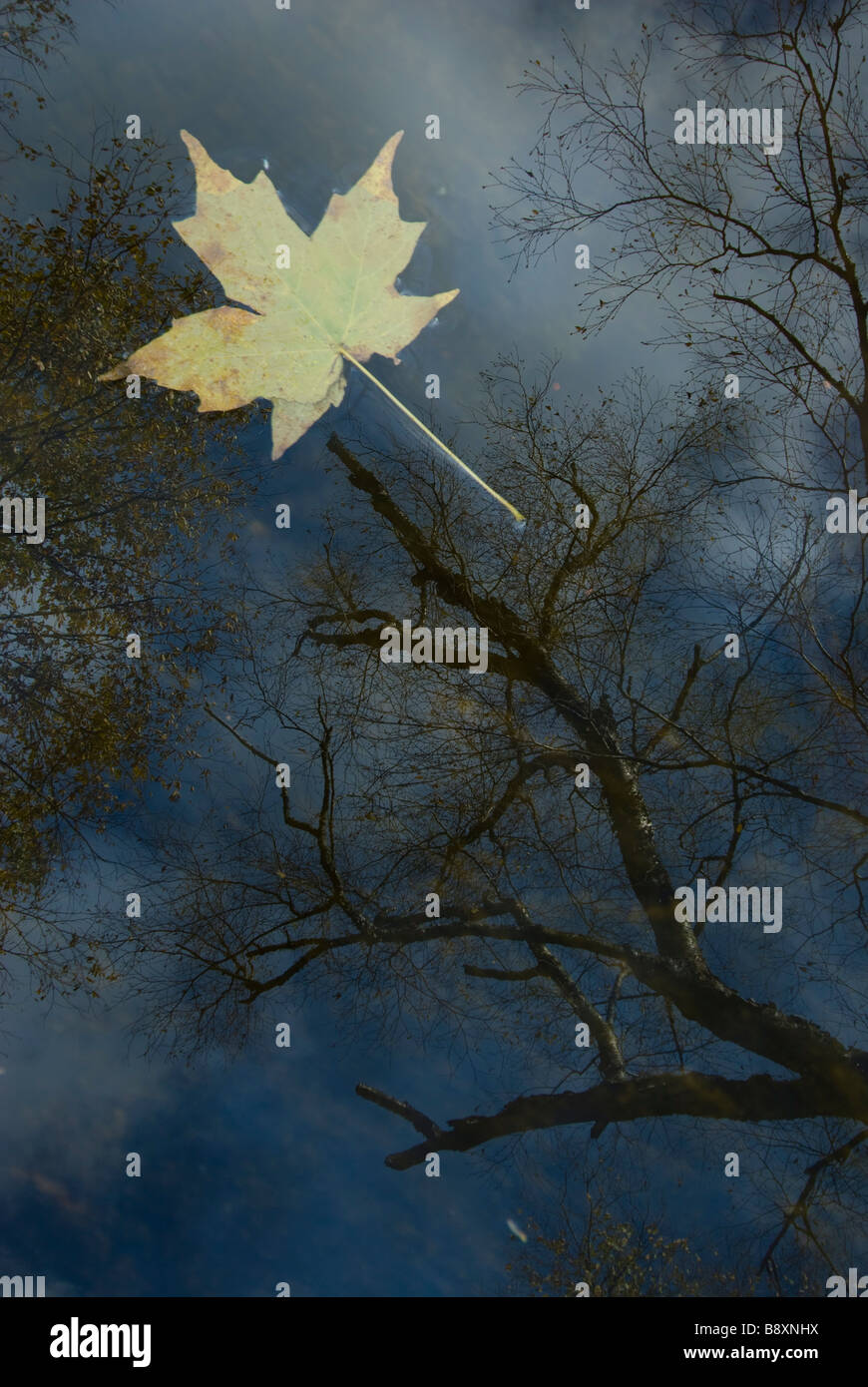 Leaves and reflection double exposure Stock Photo - Alamy