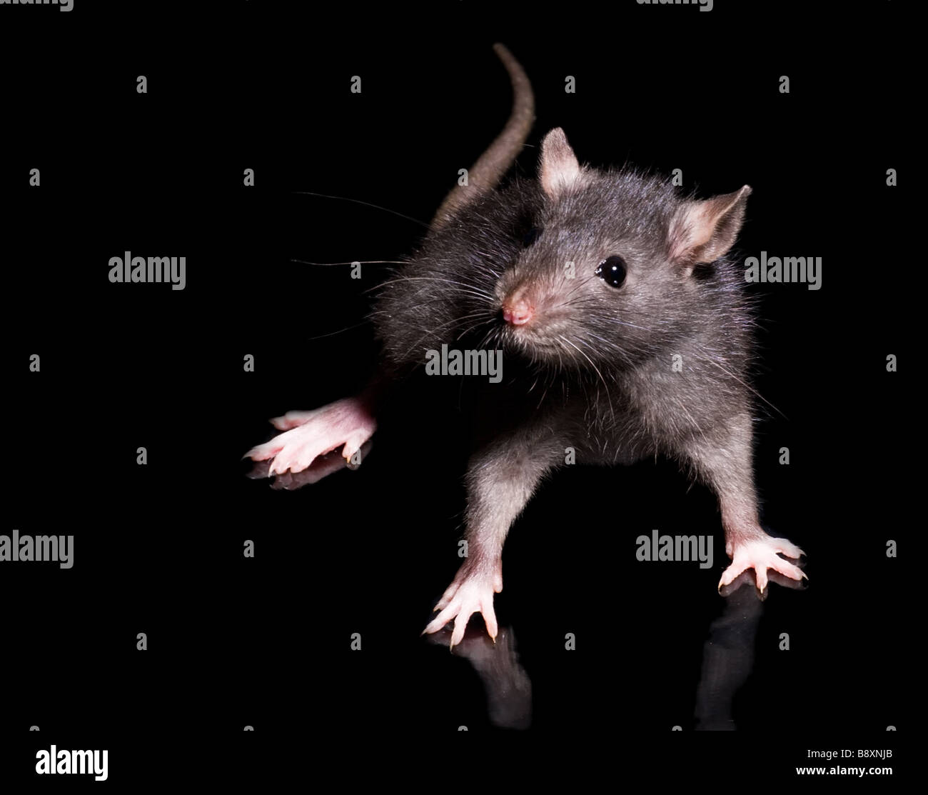 a little decorative rat isolated on black background Stock Photo - Alamy