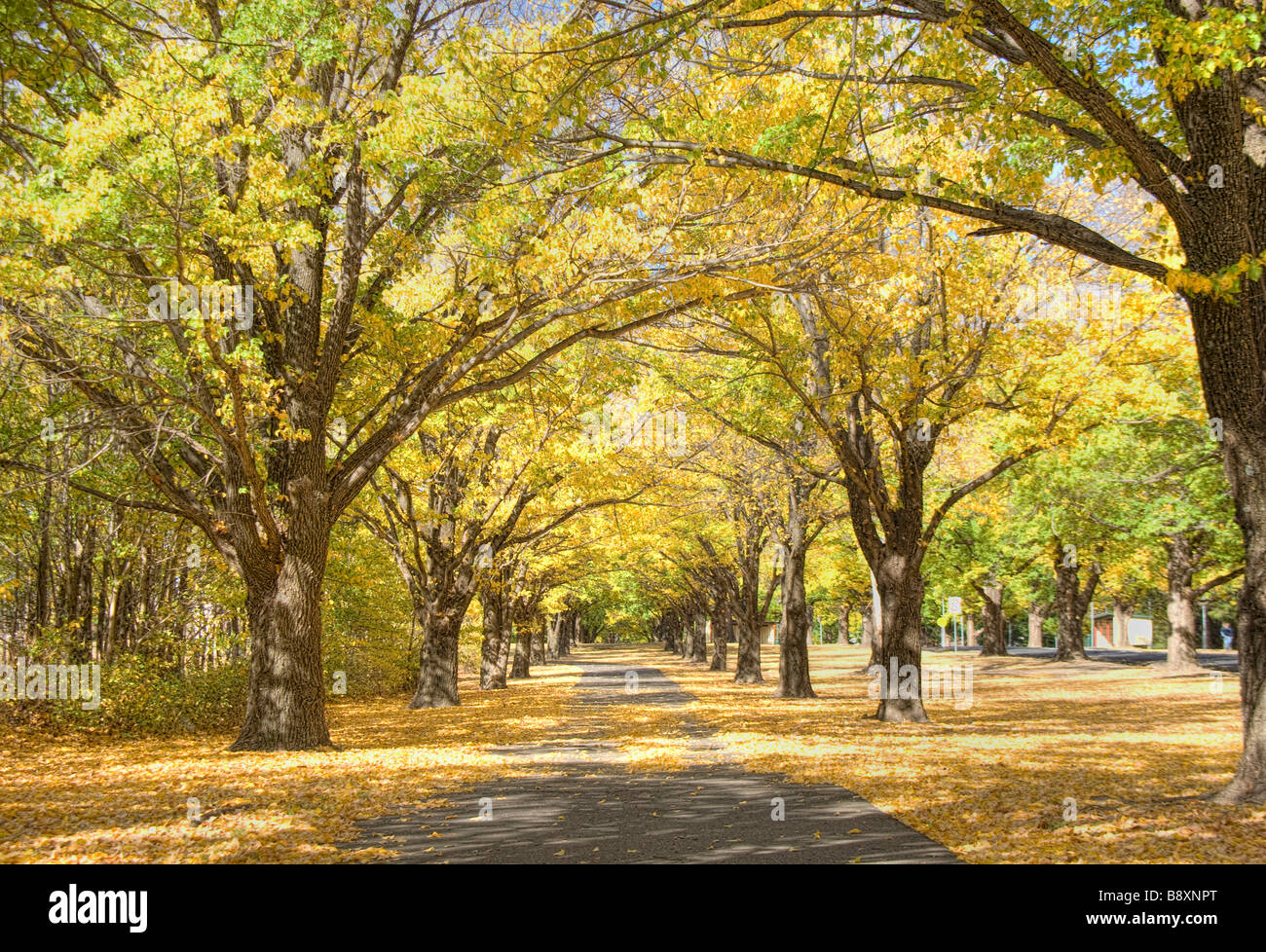 great path through the trees in autumn Stock Photo - Alamy