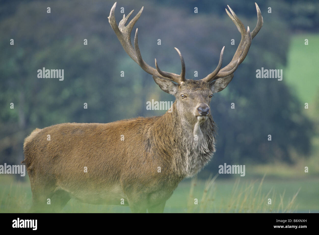 A mature stag with a magnificent spread of antlers on Cage Hill stares ...