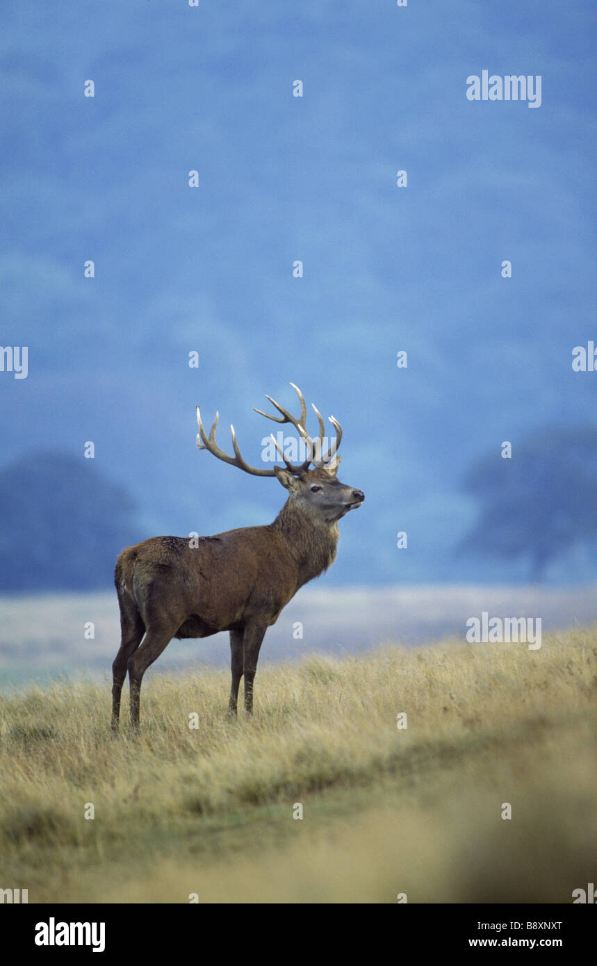 A mature stag during the rutting season on Cage Hill Stock Photo - Alamy