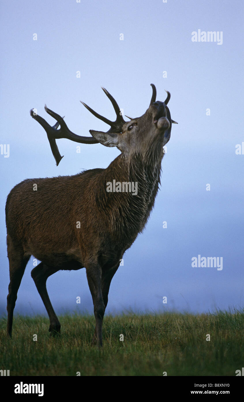 A mature stag roaring during rutting above Coalpit Clough Lyme Park ...