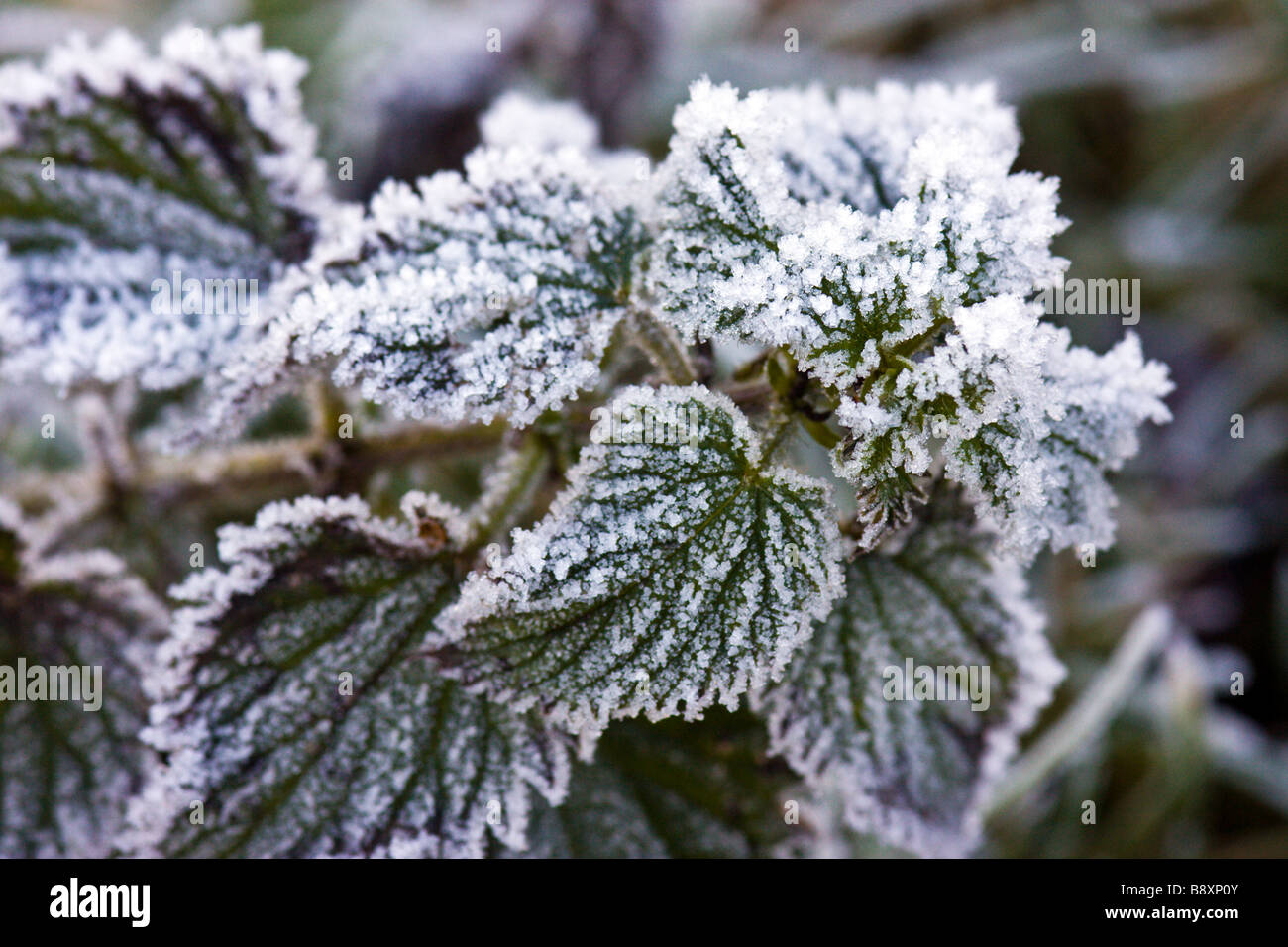 Frost winter frozen nettle hi-res stock photography and images - Alamy