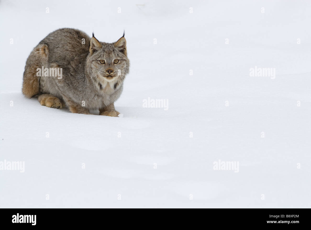 Canada lynx hi-res stock photography and images - Alamy