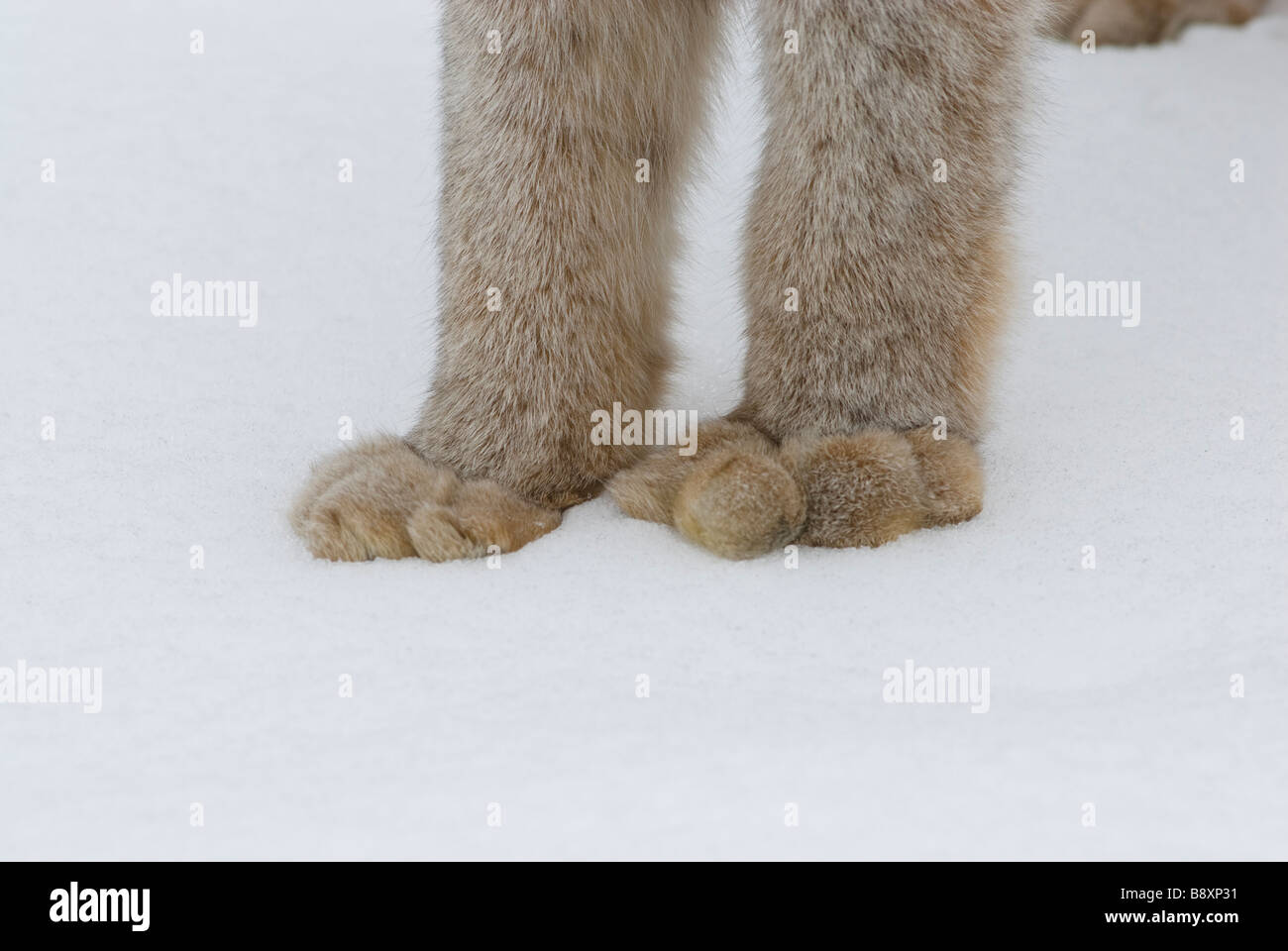 Canada lynx Lynx canadensis in snow controlled conditions The large ...