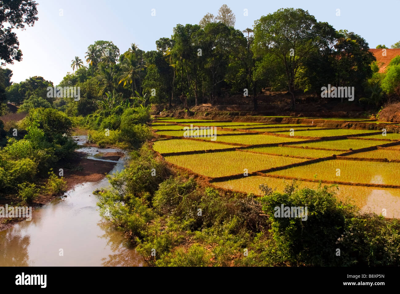 Growing rice terraced paddy fields on tropical river bank Stock Photo ...