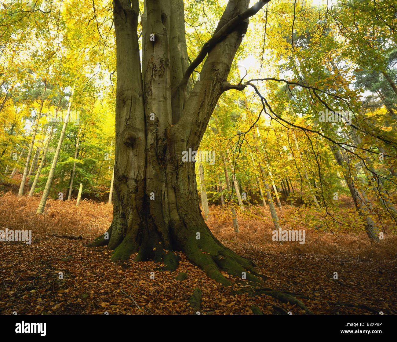 A view of a pollarded beech tree with some pine trees in the background ...