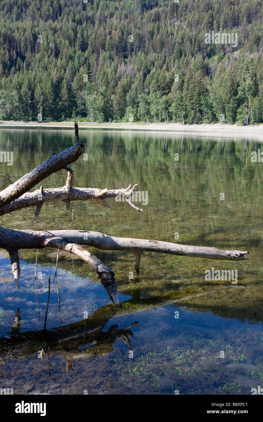 Tree fallen into a peaceful lake Stock Photo - Alamy