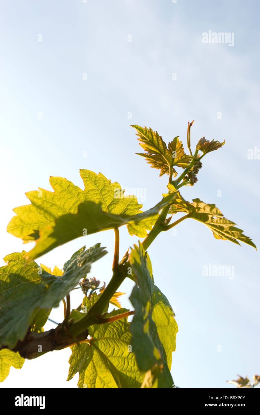 wine vineyard crop Stock Photo - Alamy