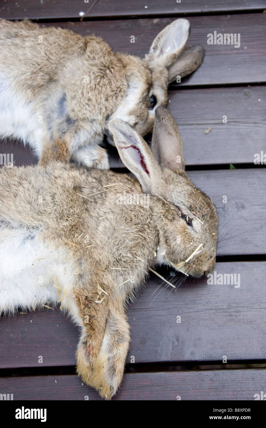 Dead rabbits hi-res stock photography and images - Alamy