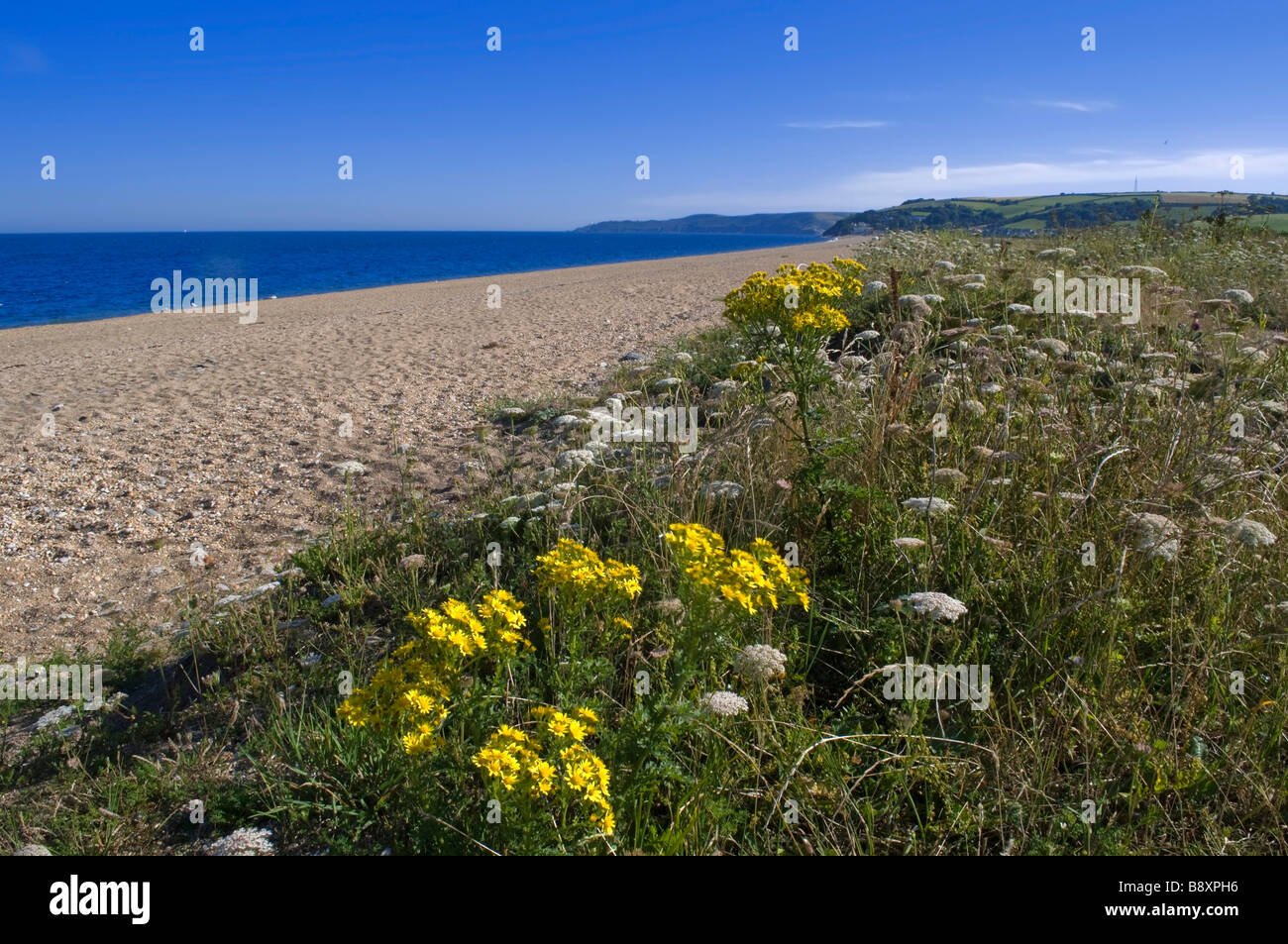 sand spit at slapton the south hams devon on the south west coast path ...