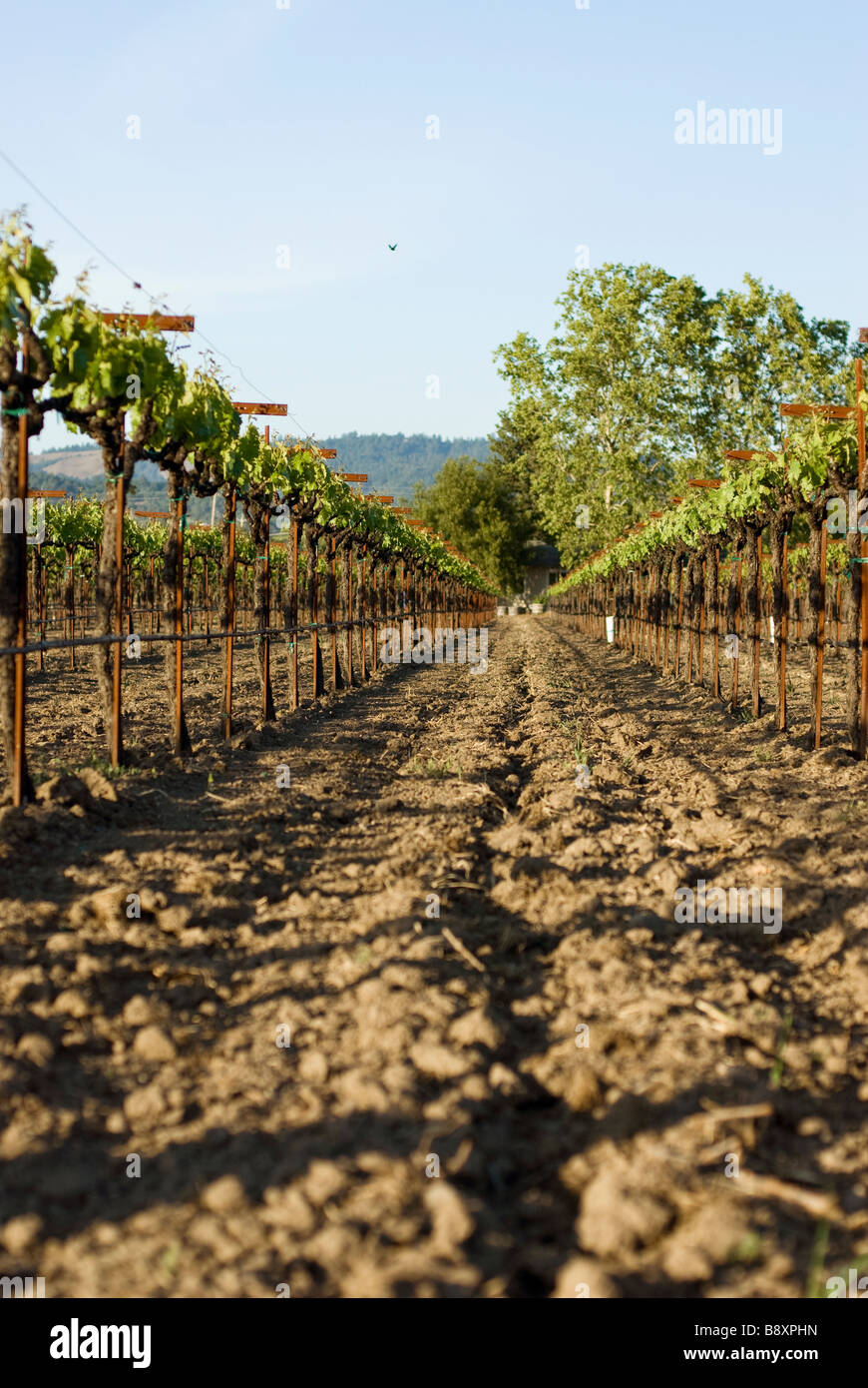 Crop crops vertical hi-res stock photography and images - Alamy