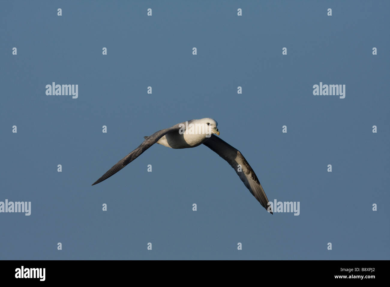 Single Northern Fulmar Fulmarus glacialis in flight with wings ...