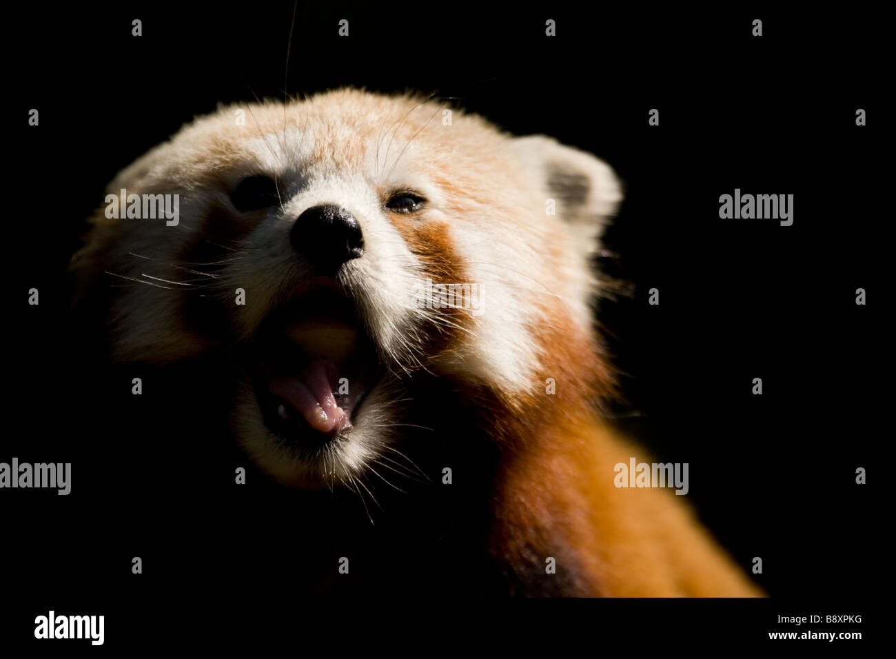 Red Panda yawning Stock Photo - Alamy