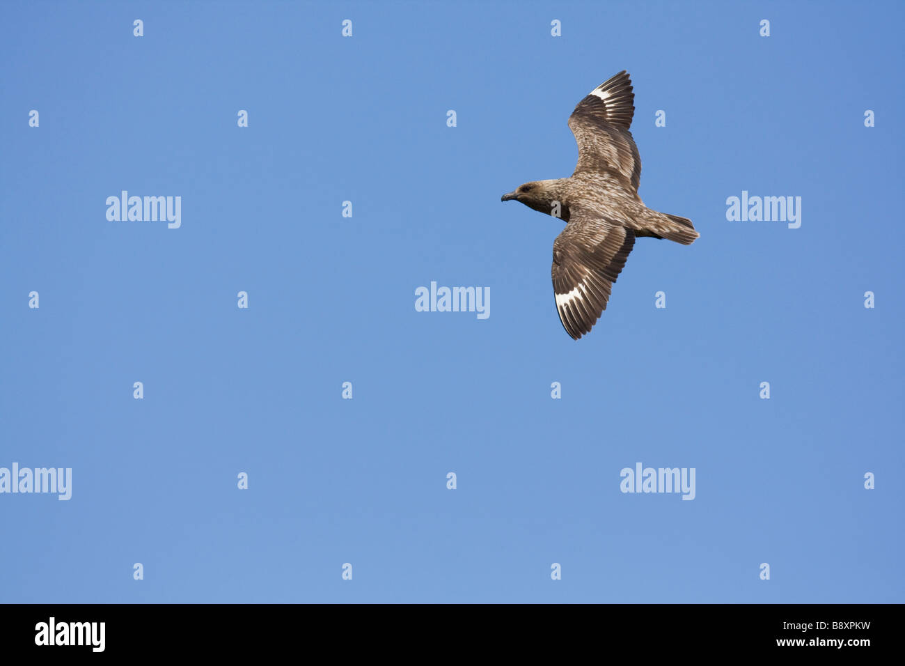 Single Great skua Stercorarius skua flying against blue sky, Scotland ...