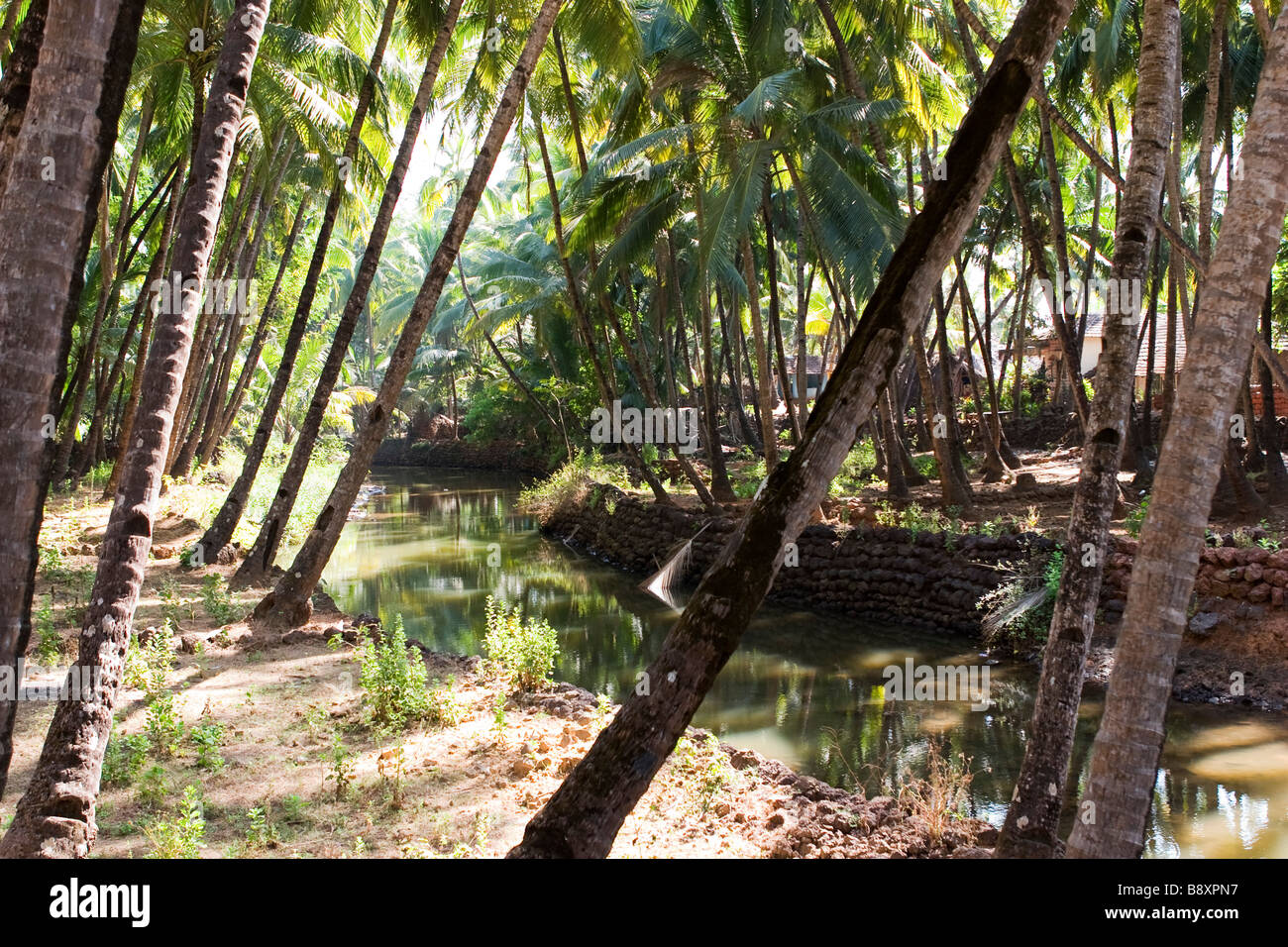 Tropical river stream in palm forest Stock Photo - Alamy