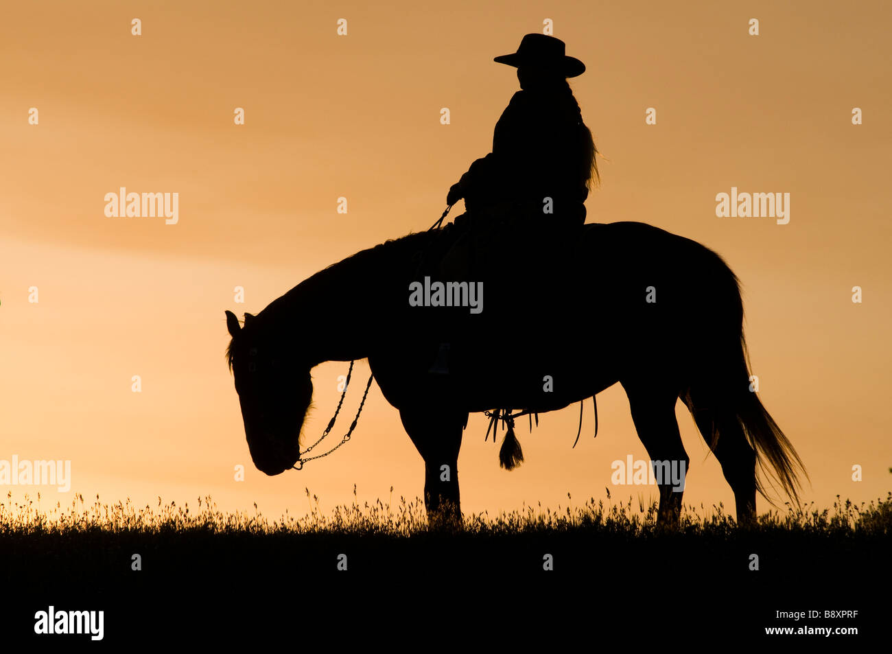 Western Horse Silhouettes