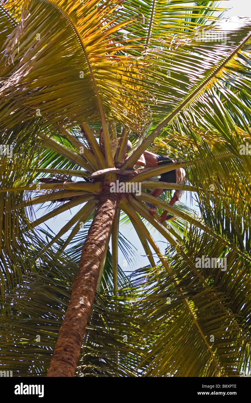 Man Picking Coconut High Resolution Stock Photography and Images - Alamy