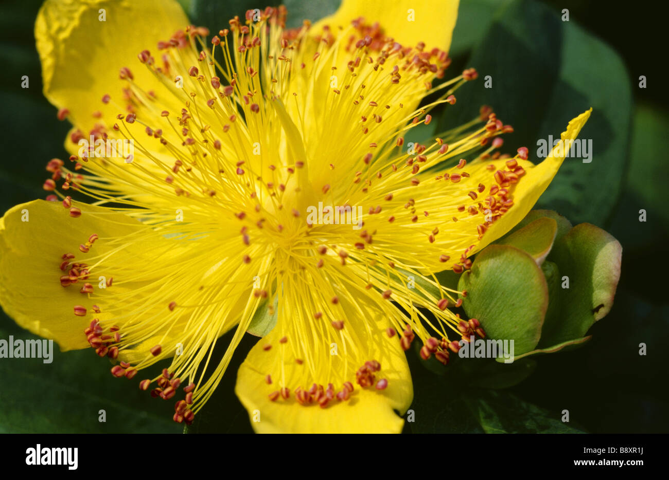 Lytes cary flower hi-res stock photography and images - Alamy