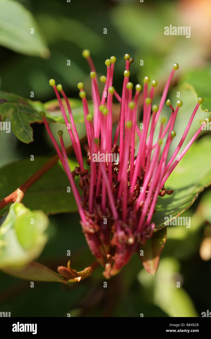 Alien ecosystem hi-res stock photography and images - Alamy