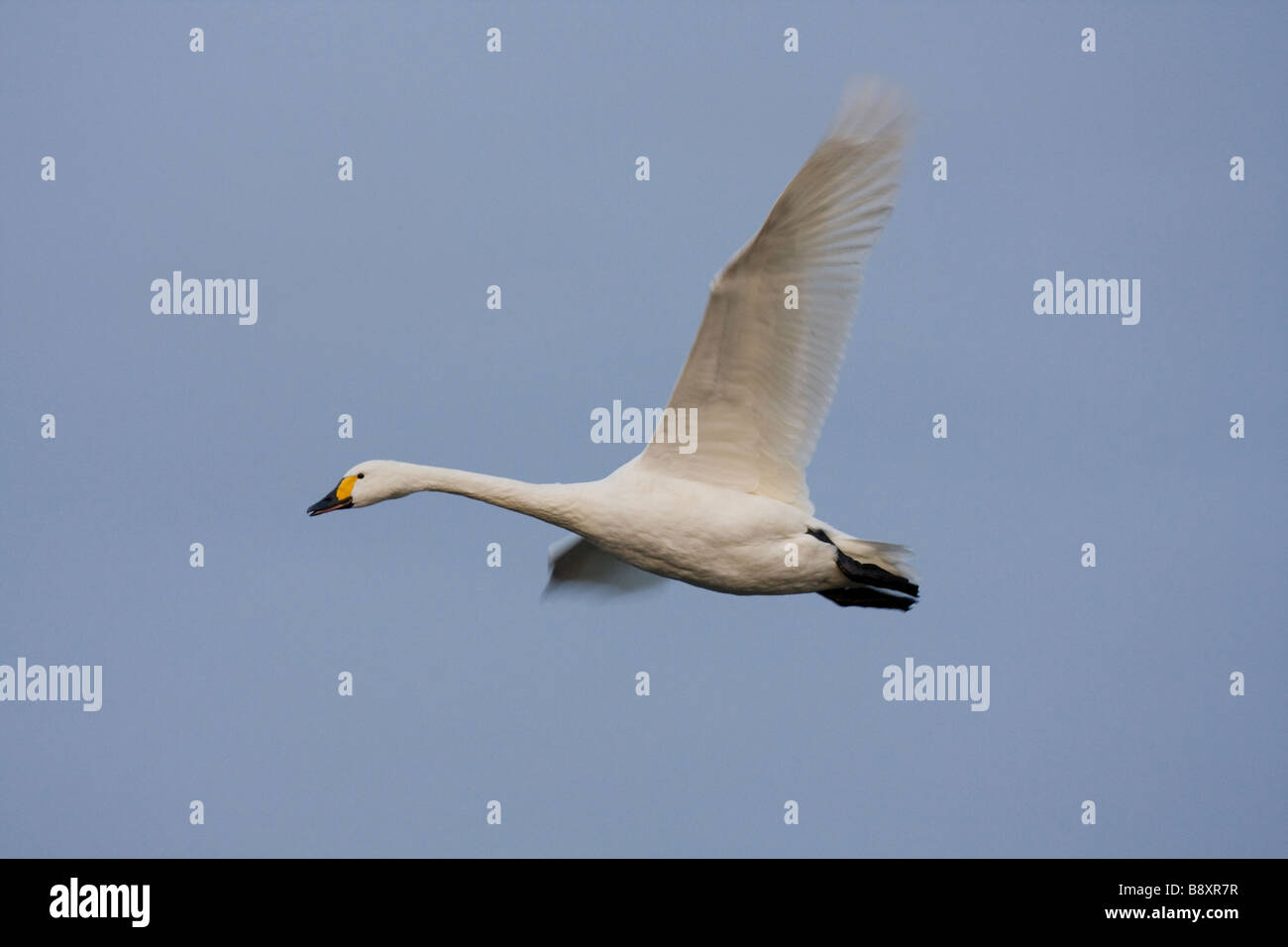 Single Bewick's Swan Cygnus columbianus flying with wings outstretched ...