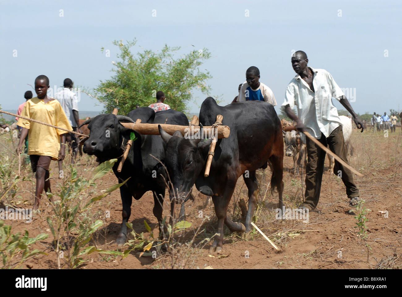 Ox plough africa hi-res stock photography and images - Alamy