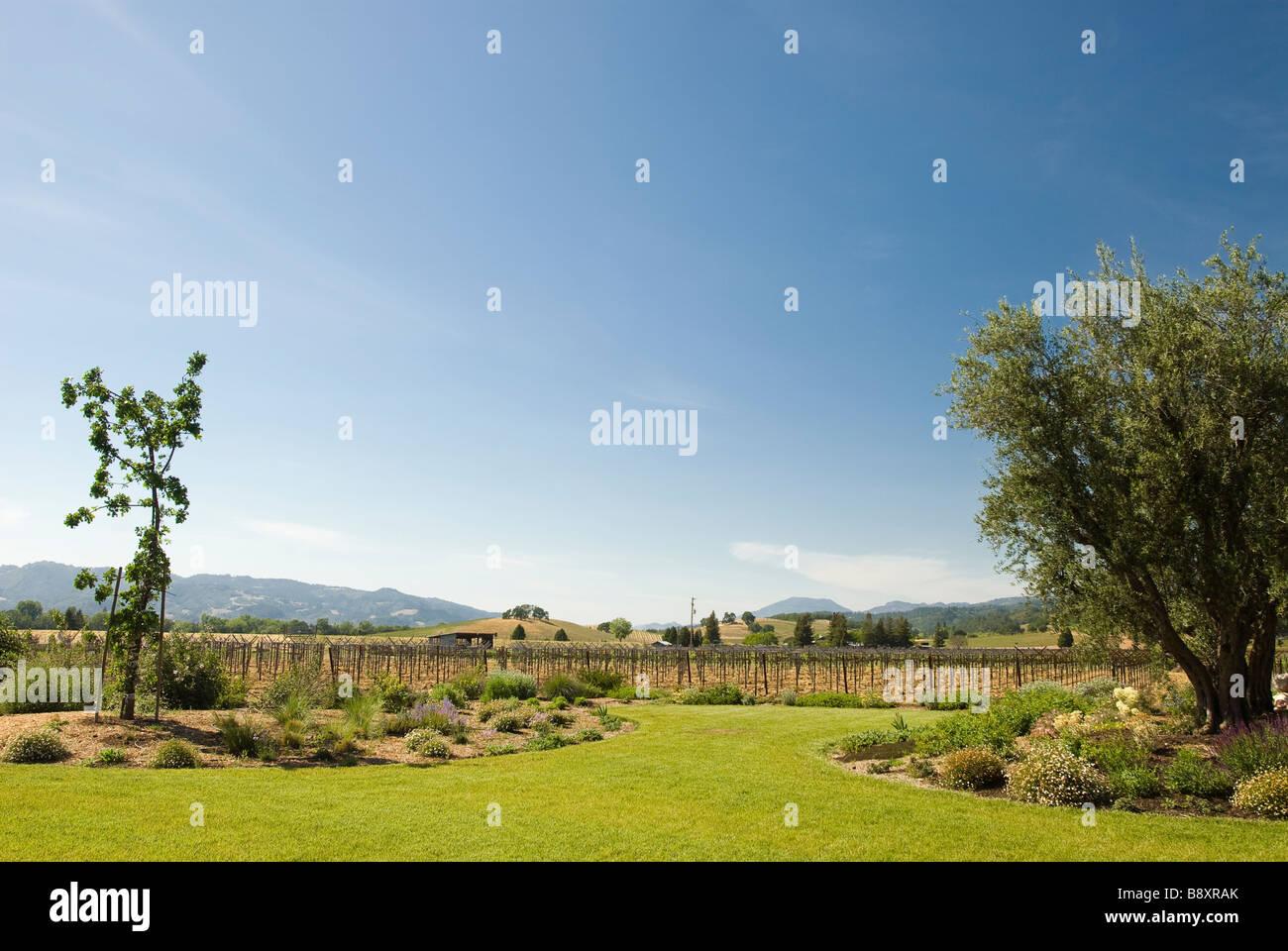 Vineyard cover crop hi-res stock photography and images - Alamy