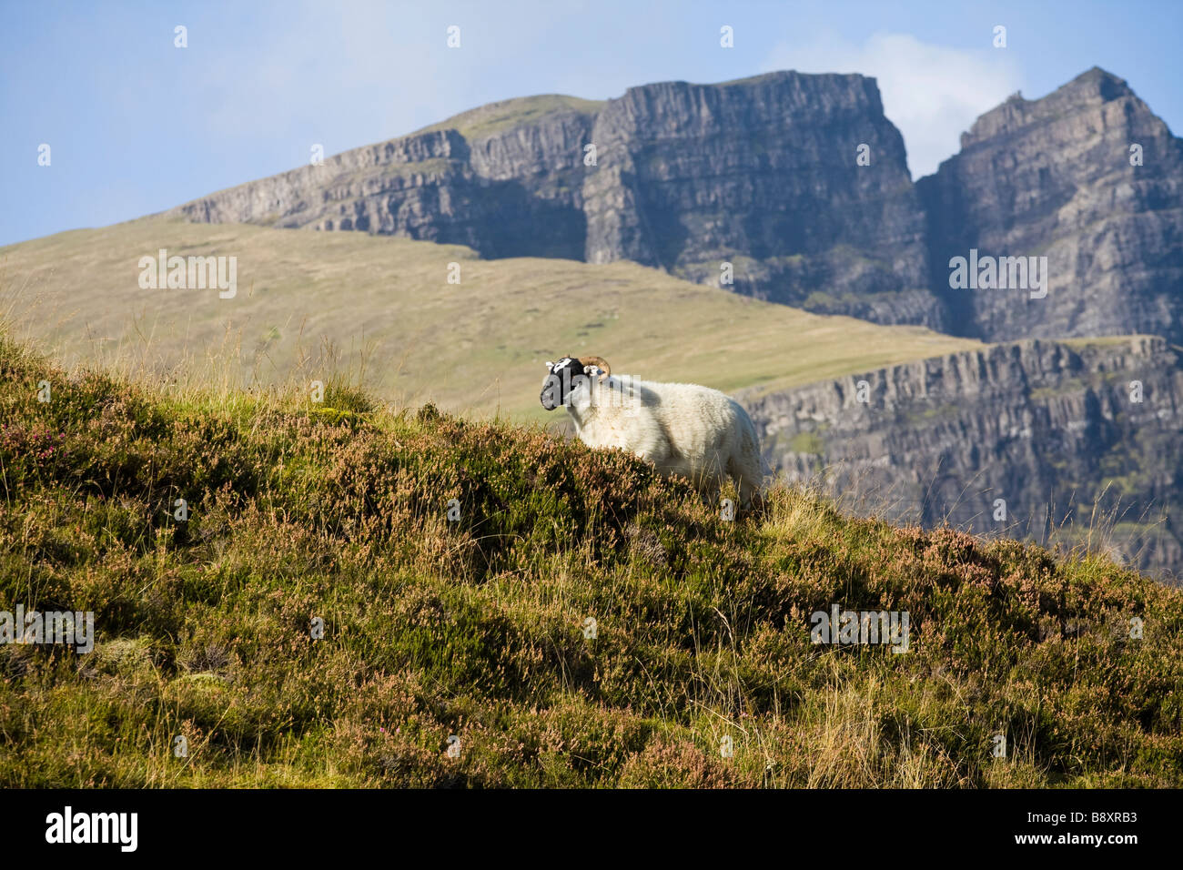 Rock climbing sheep hi-res stock photography and images - Alamy