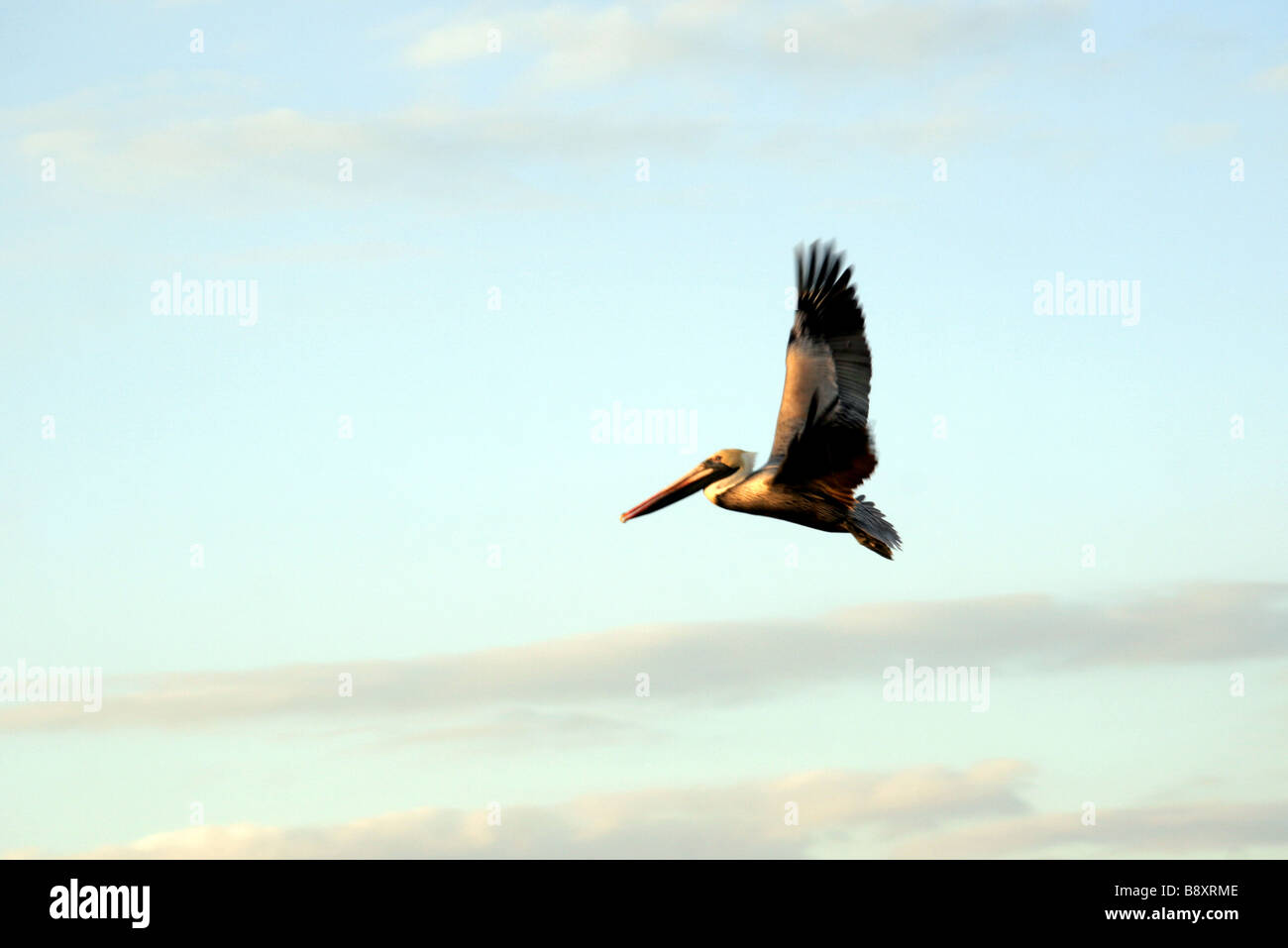Large flying bird hi-res stock photography and images - Alamy