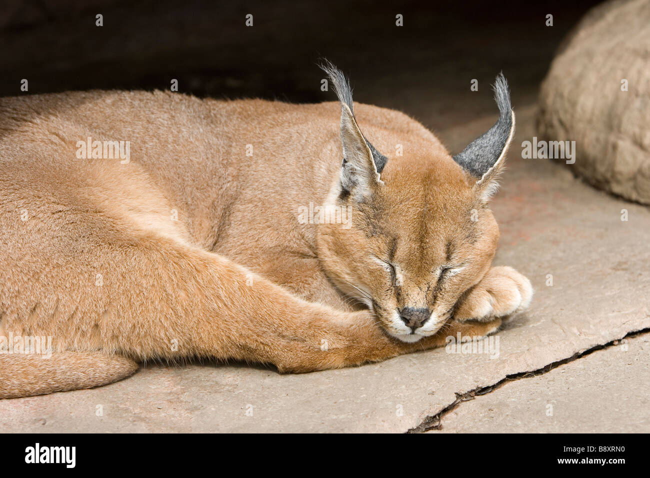 Caracal eyes hi-res stock photography and images - Alamy