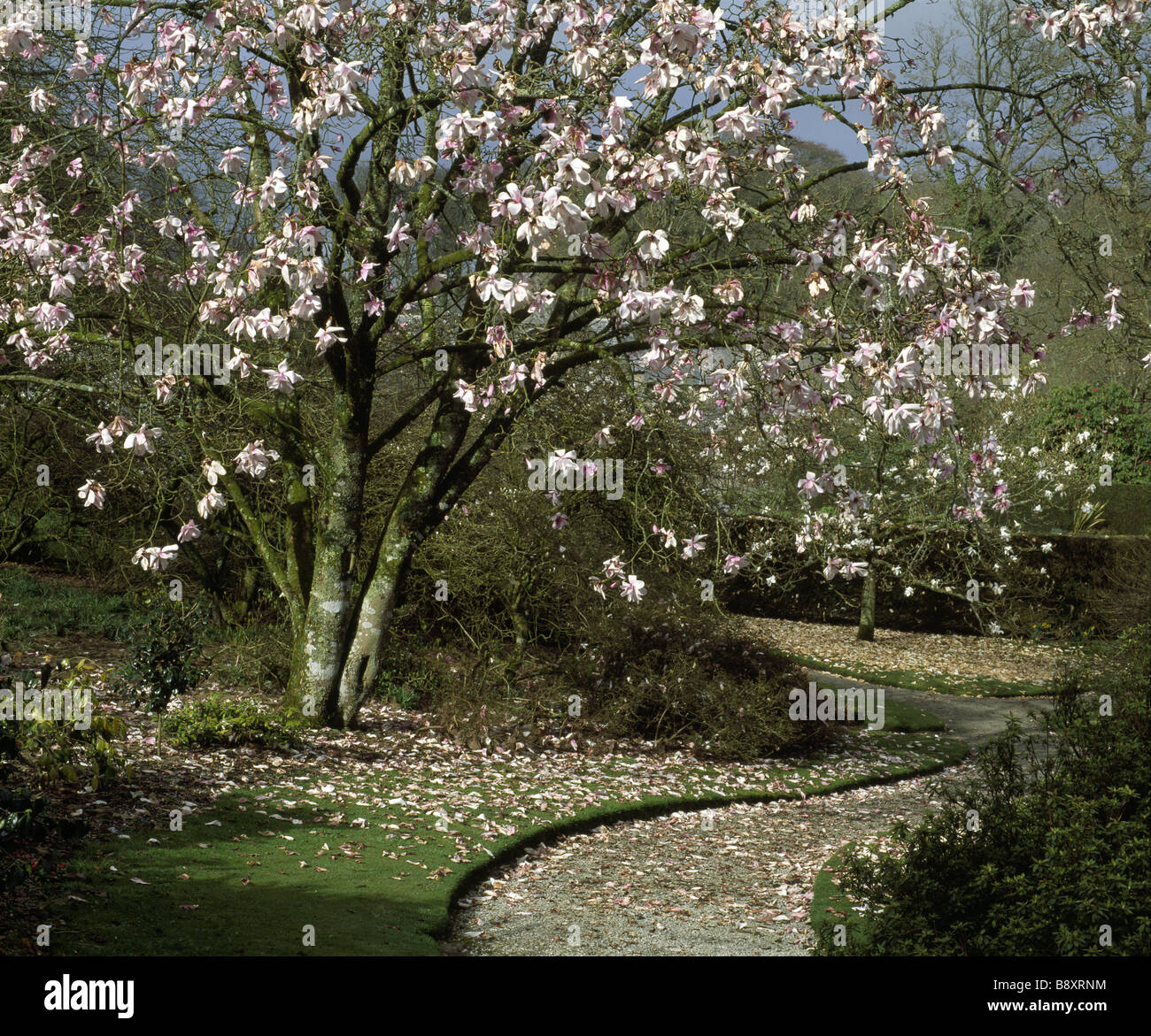 Attractive waxy foliage hi-res stock photography and images - Alamy