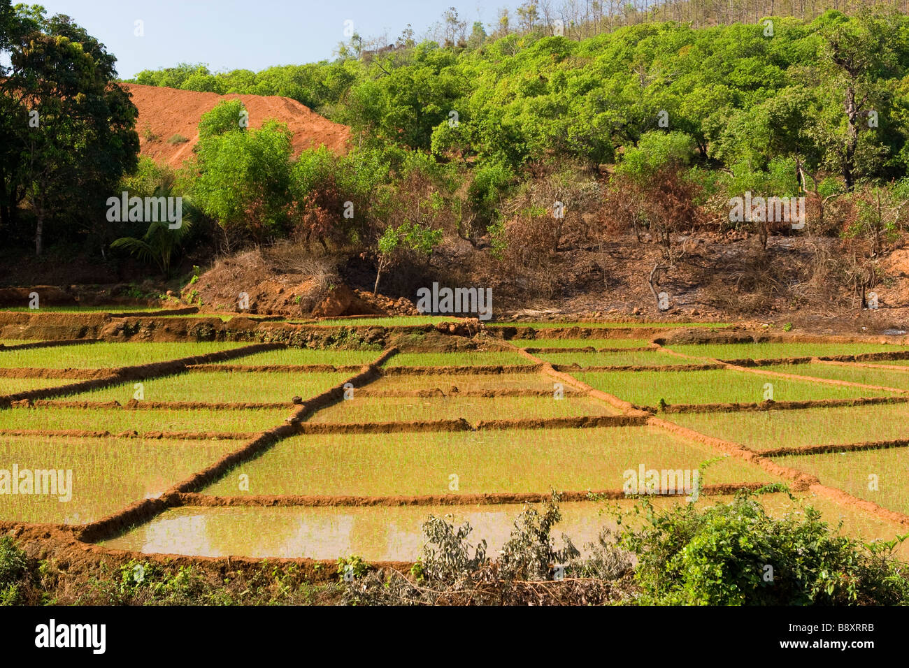 Growing rice terraced paddy fields over tropical hills Stock Photo - Alamy